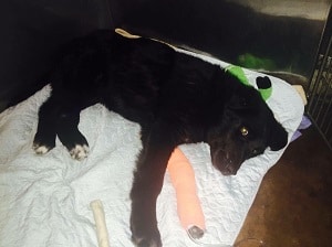 Bruce - New Hope Dog Rescue