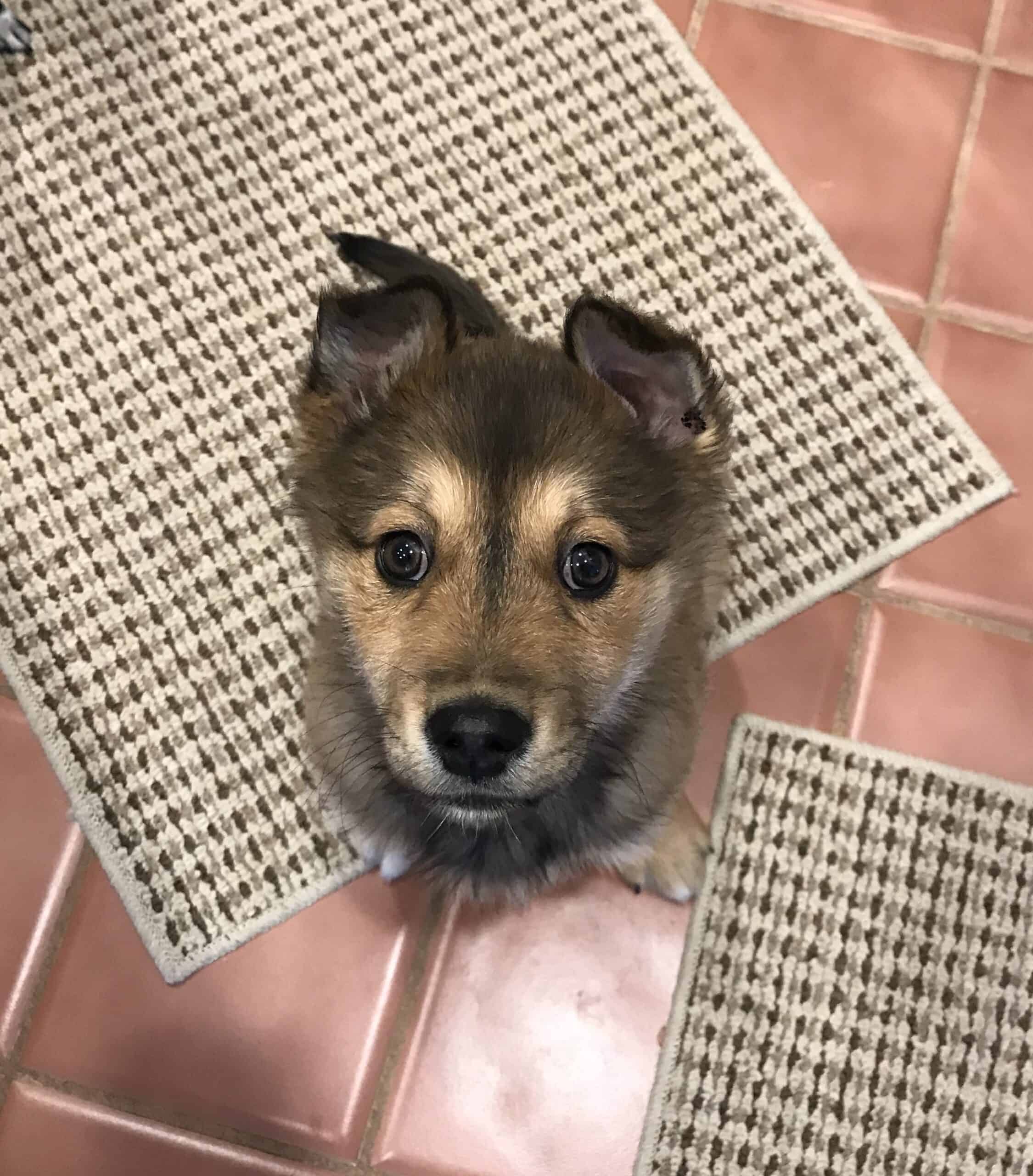 Reba - New Hope Dog Rescue