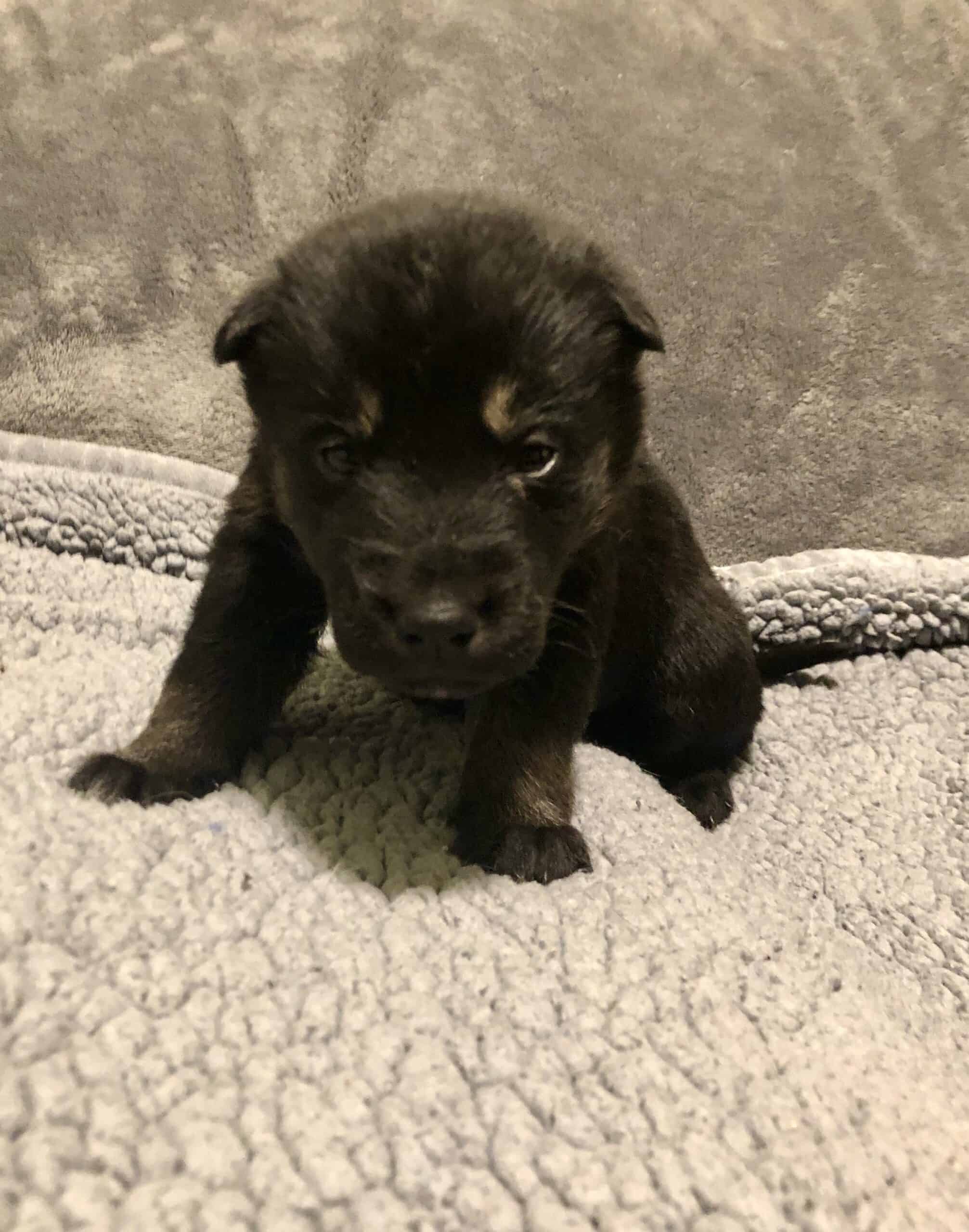 Ace - New Hope Dog Rescue