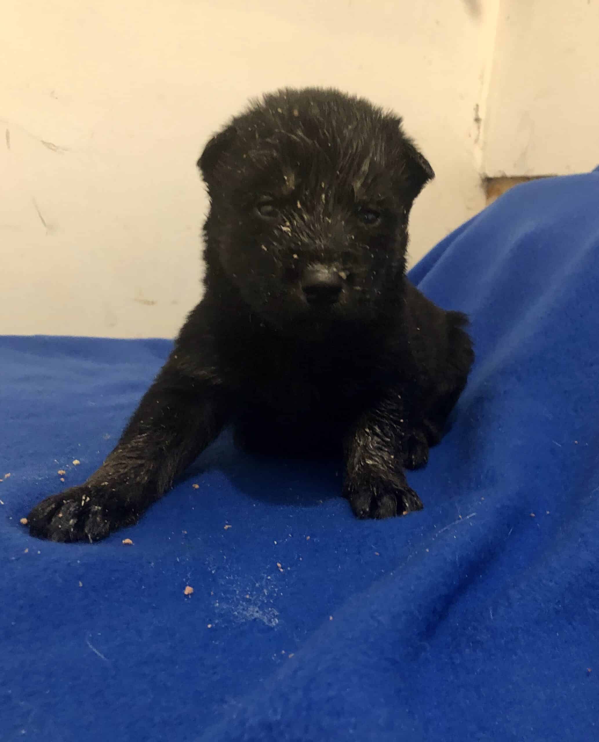 Ace - New Hope Dog Rescue