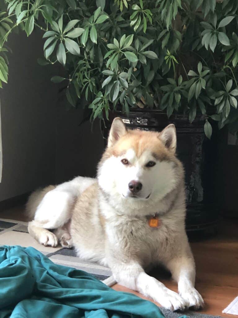 Willie - New Hope Dog Rescue