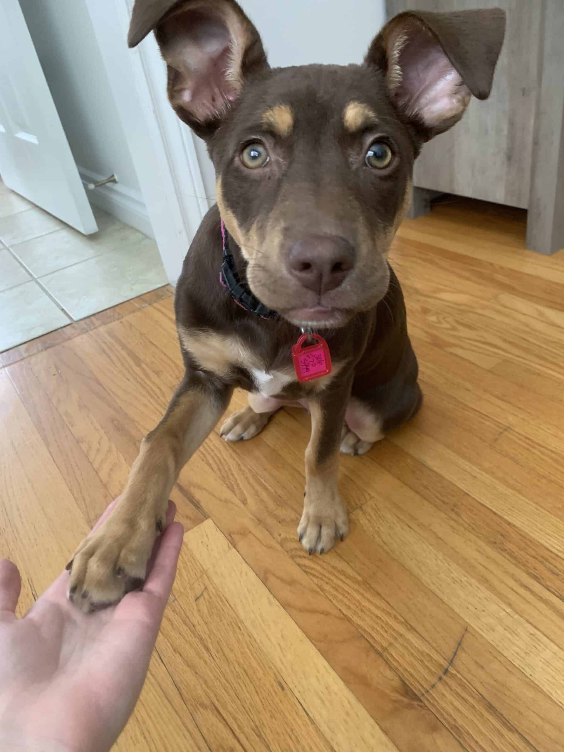 Ginny - New Hope Dog Rescue