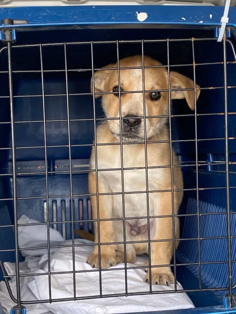 Ace - New Hope Dog Rescue