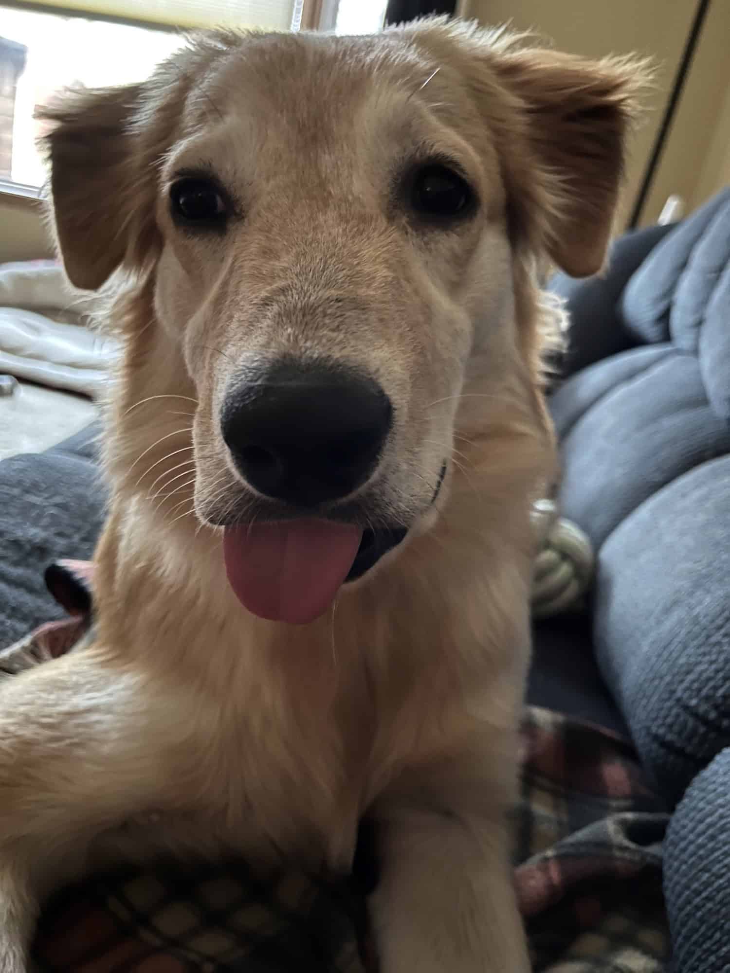 Lemon - New Hope Dog Rescue