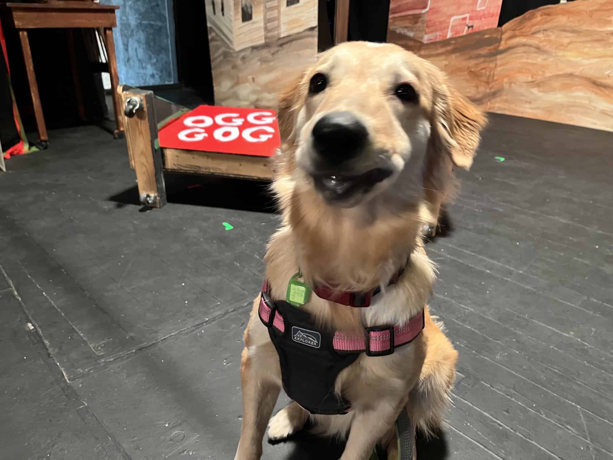 Lemon - New Hope Dog Rescue