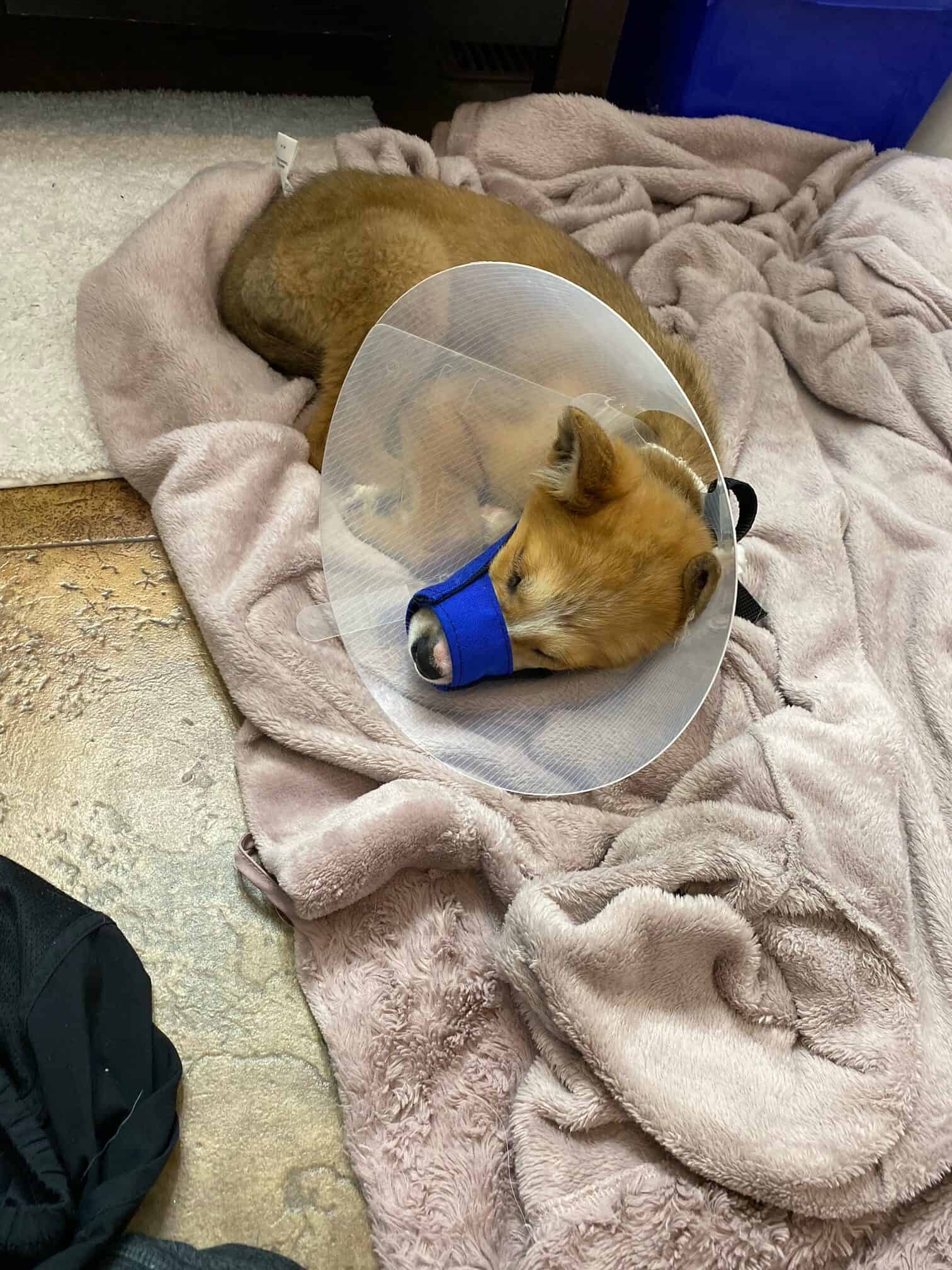 Casper - New Hope Dog Rescue