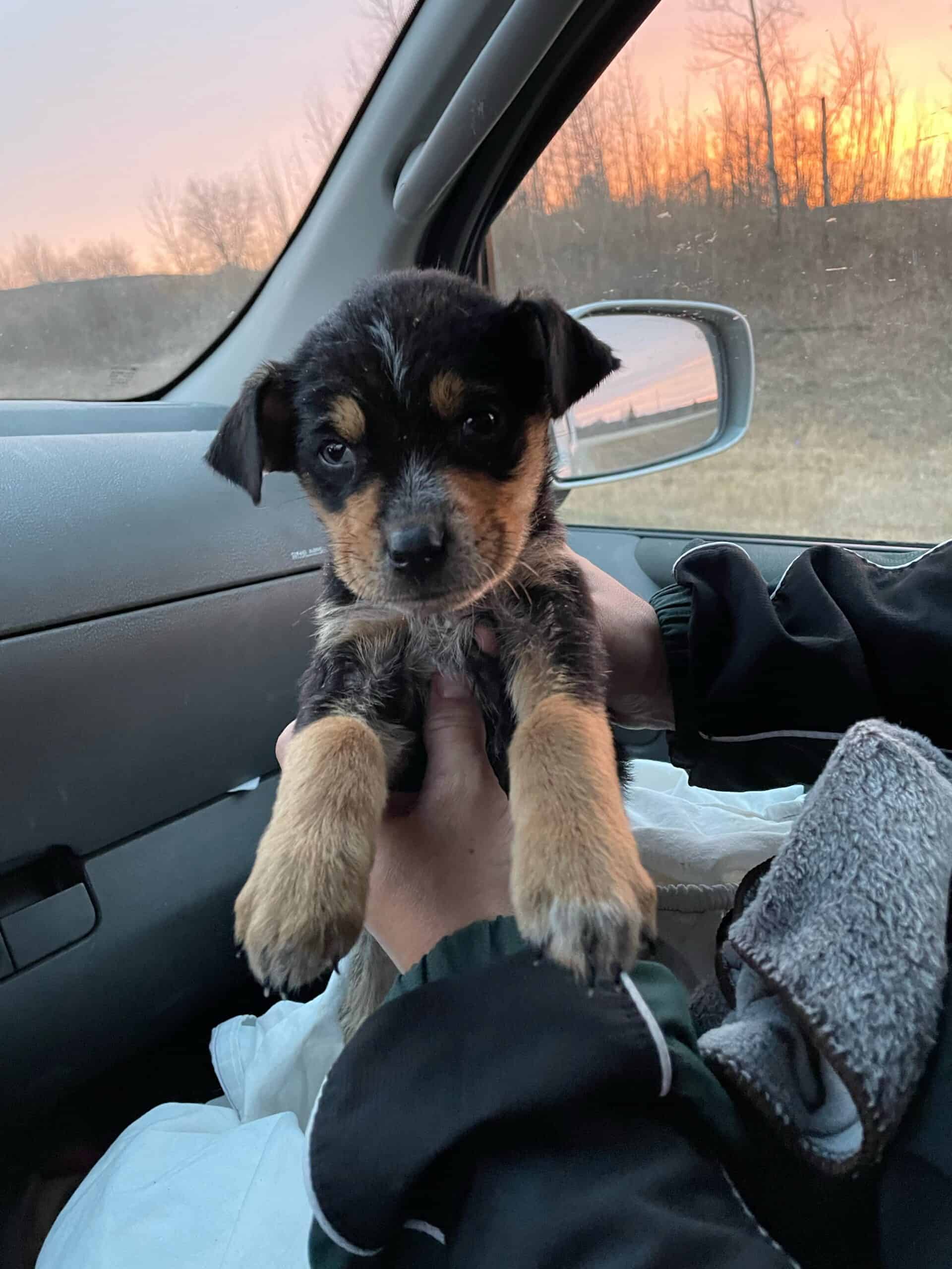 Gauge - New Hope Dog Rescue