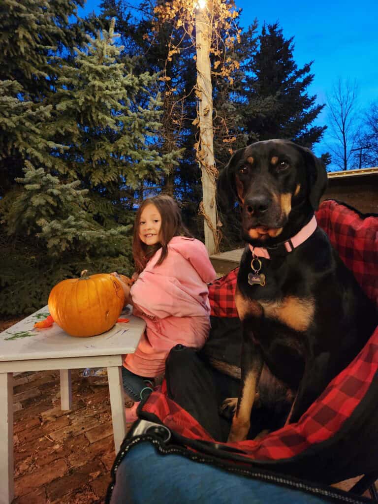 Maddie - New Hope Dog Rescue