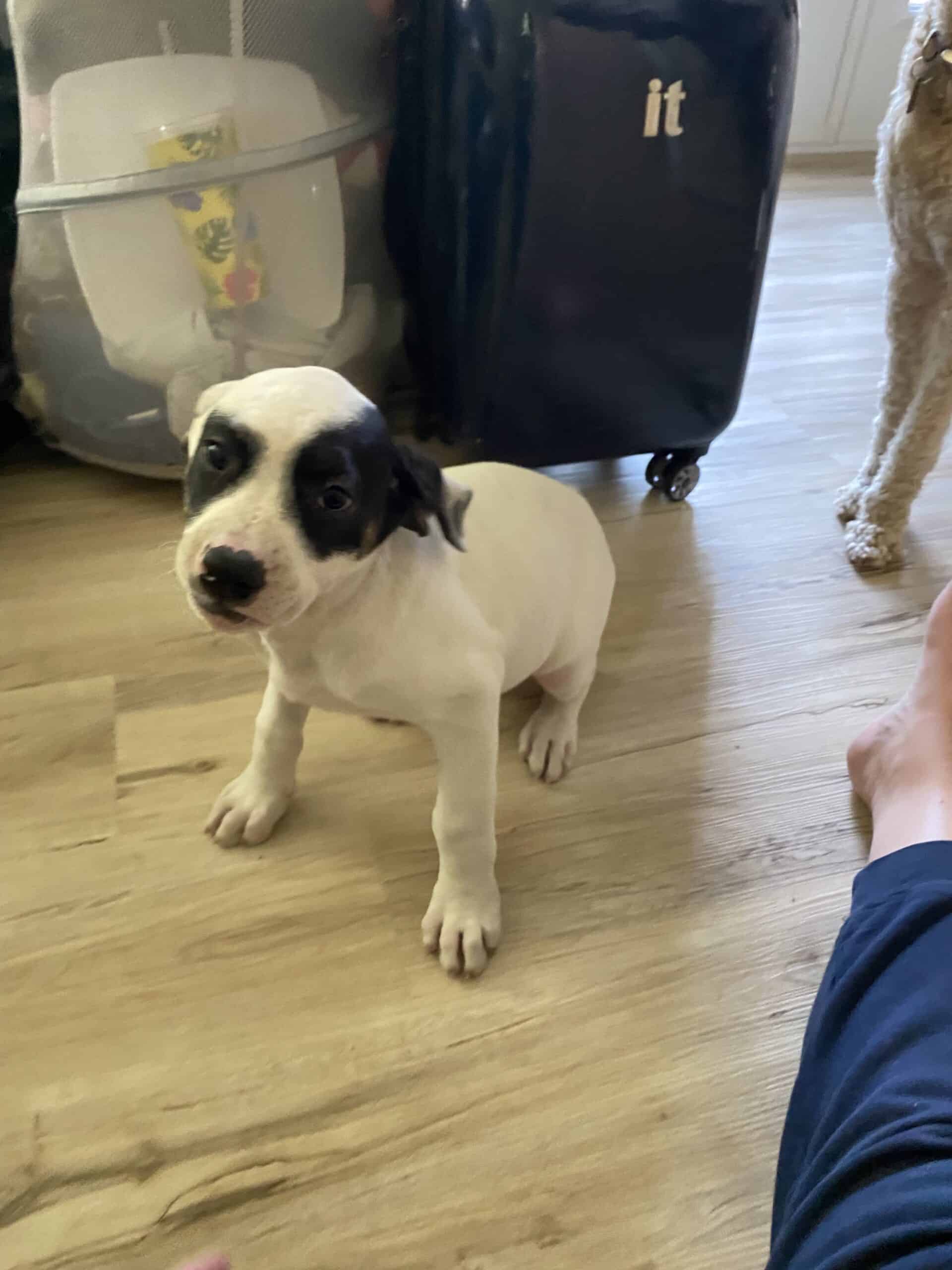 Maggie - New Hope Dog Rescue