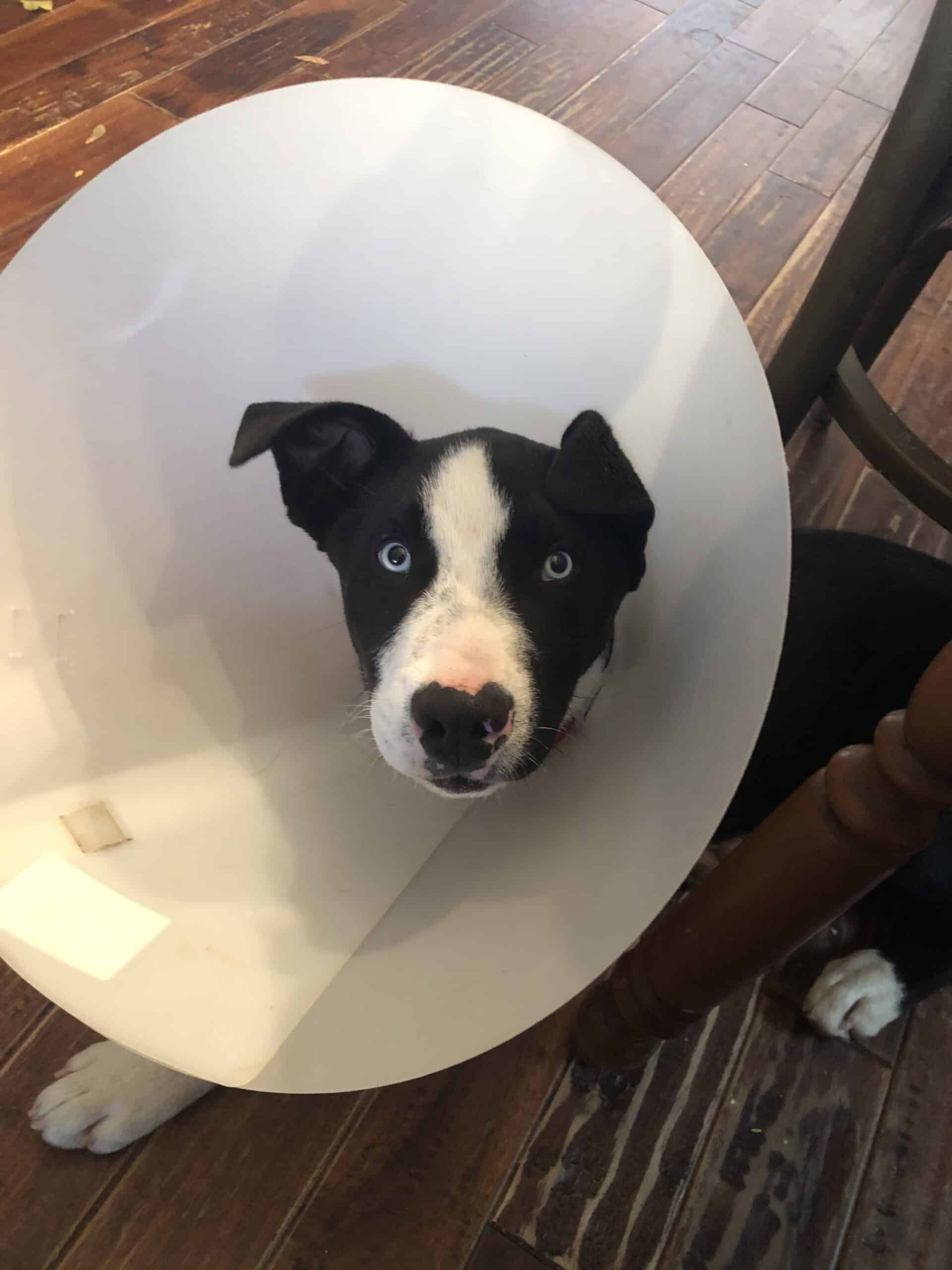 Casper the Casanova - New Hope Dog Rescue