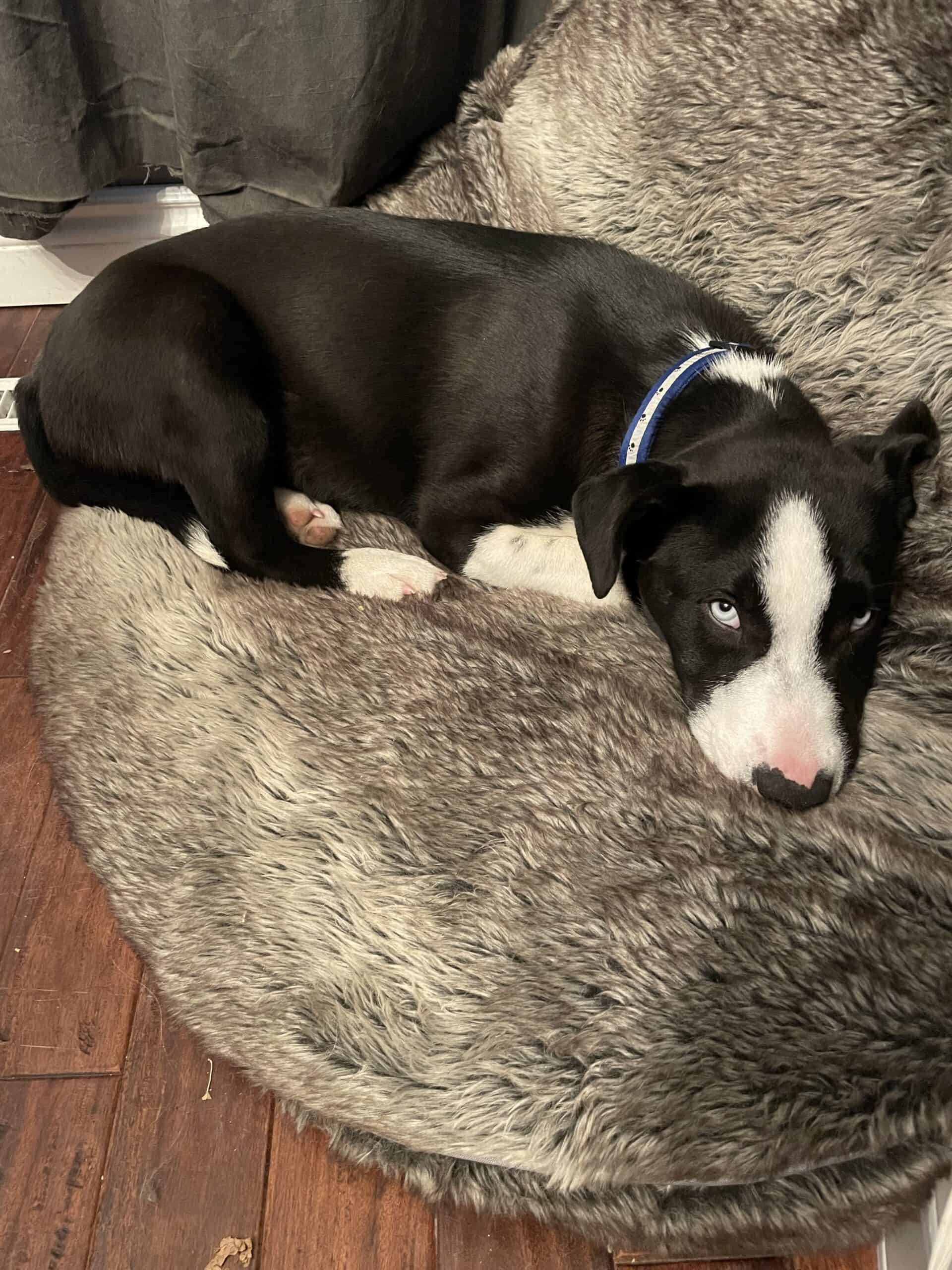 Casper the Casanova - New Hope Dog Rescue