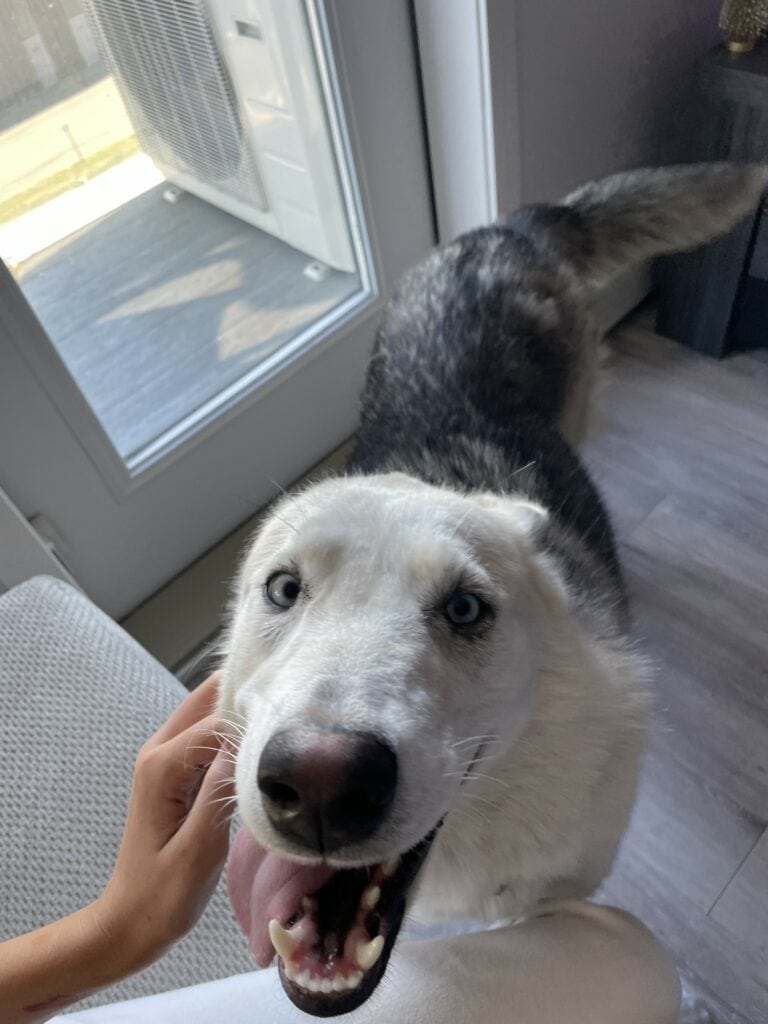 Kady - New Hope Dog Rescue