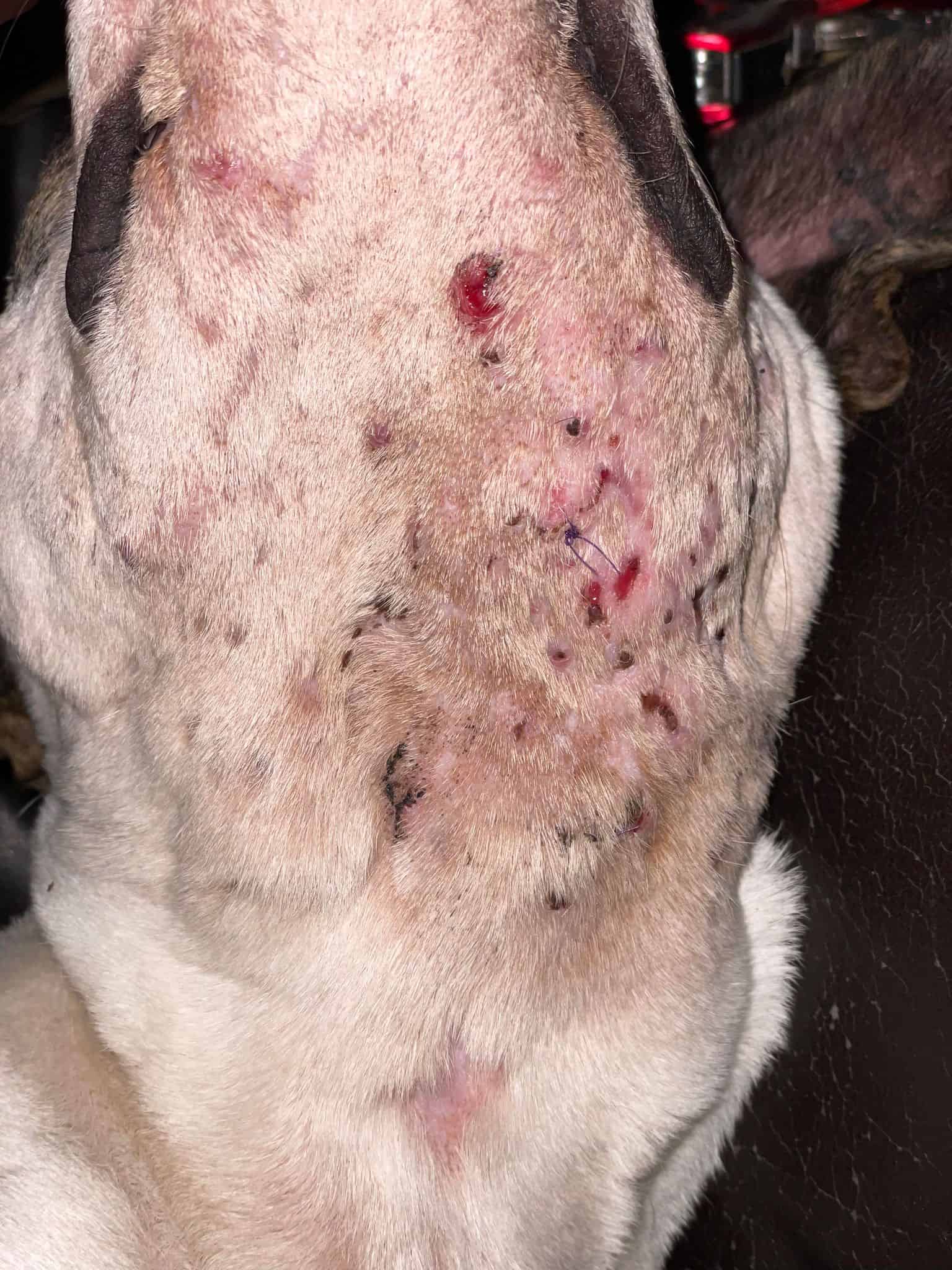 Juniper - New Hope Dog Rescue