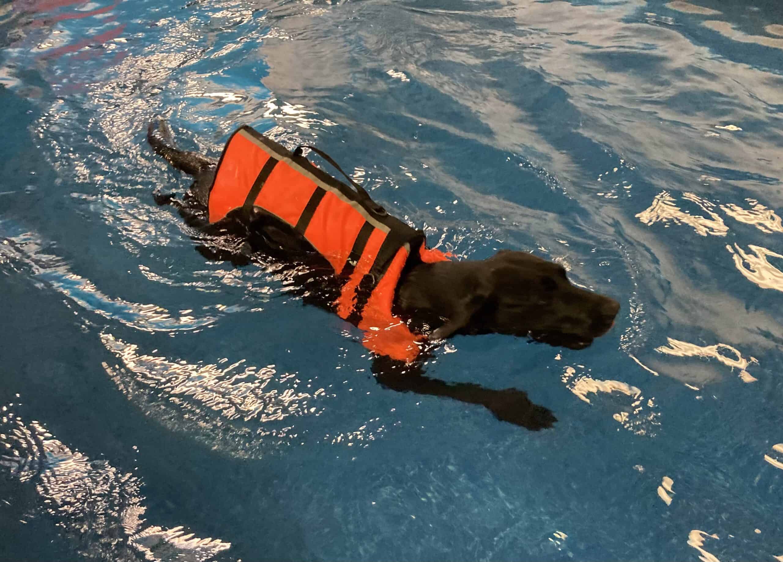 Ribsy - New Hope Dog Rescue