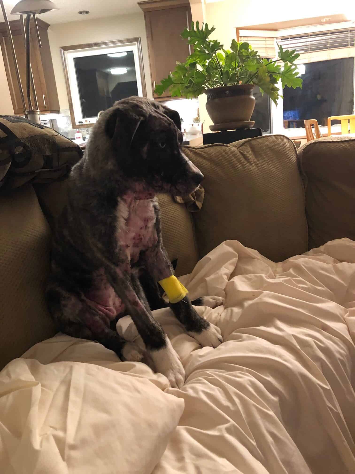 Tiny Zoey - New Hope Dog Rescue