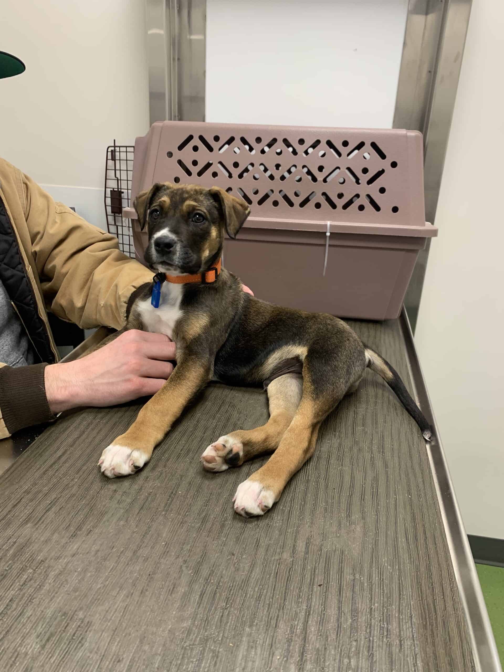 Patrick - New Hope Dog Rescue