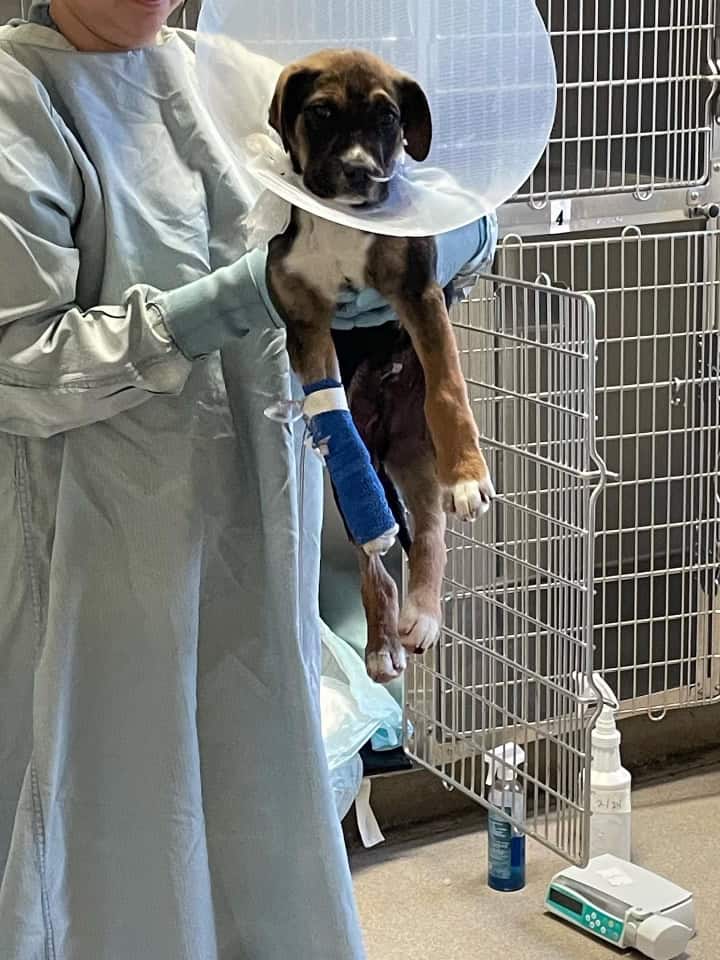 Patrick - New Hope Dog Rescue