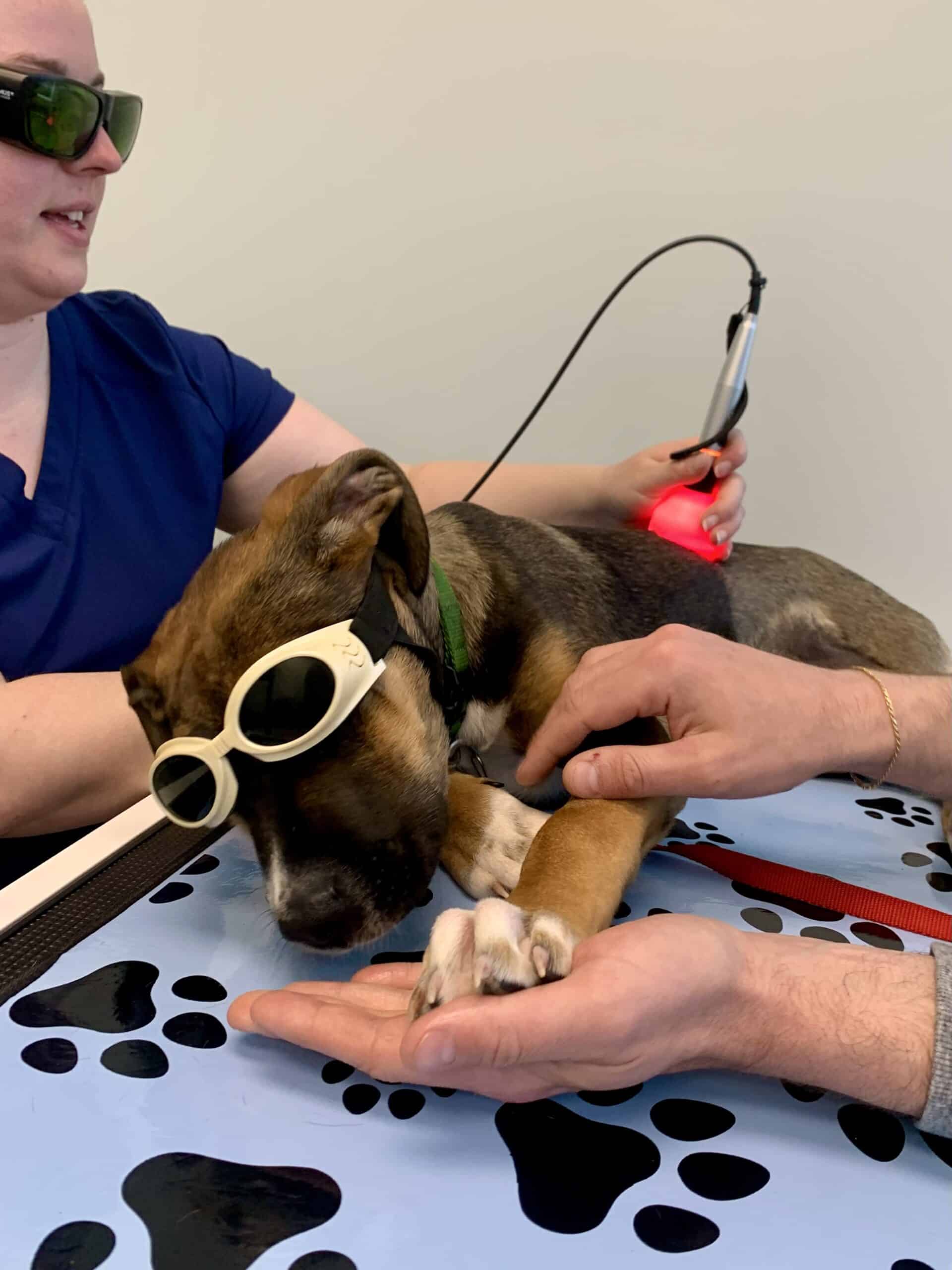 Patrick - New Hope Dog Rescue