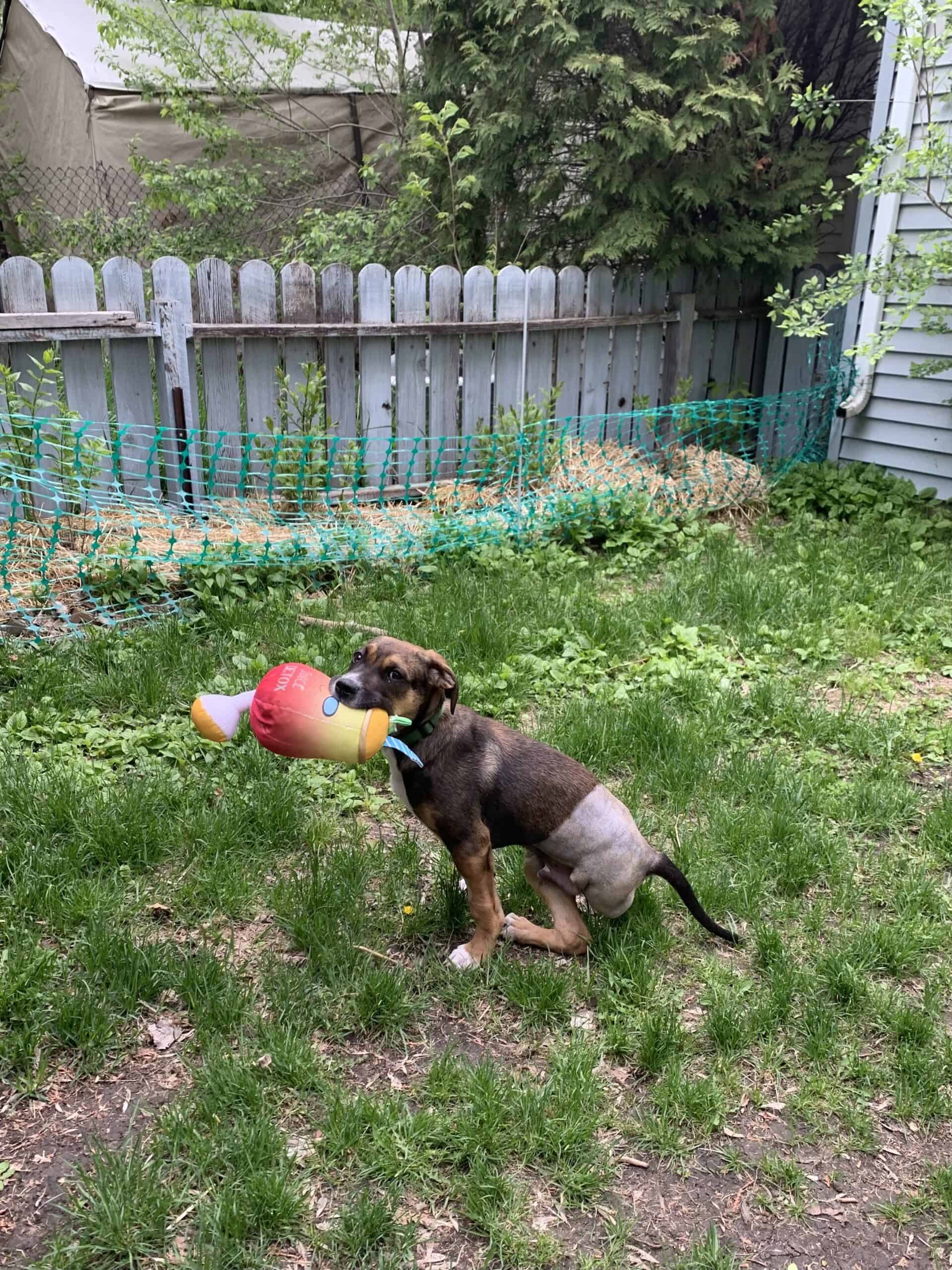 Patrick - New Hope Dog Rescue