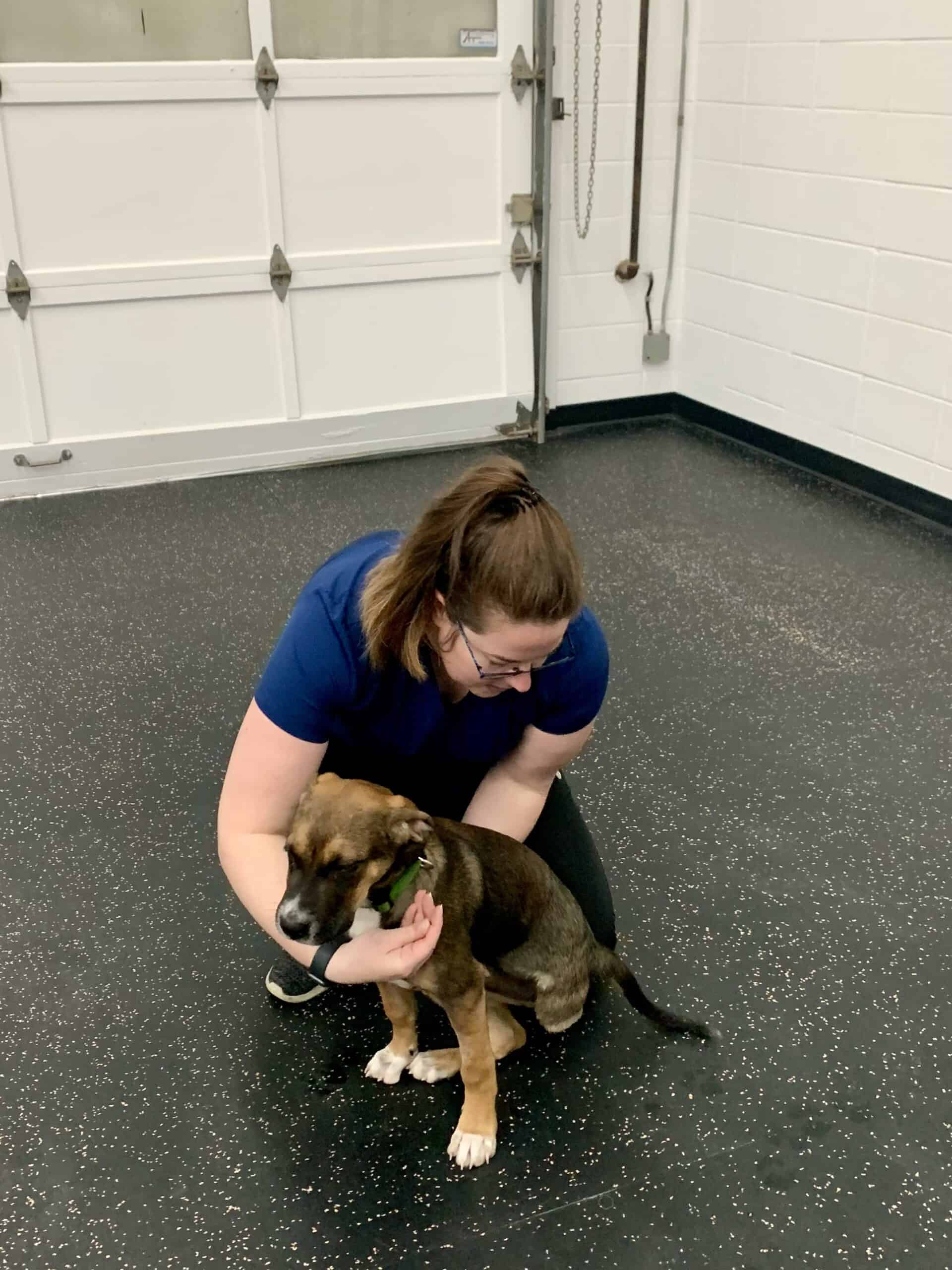 Patrick - New Hope Dog Rescue