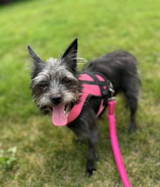 Colosseum Presents The Wizard of Oz - New Hope Dog Rescue