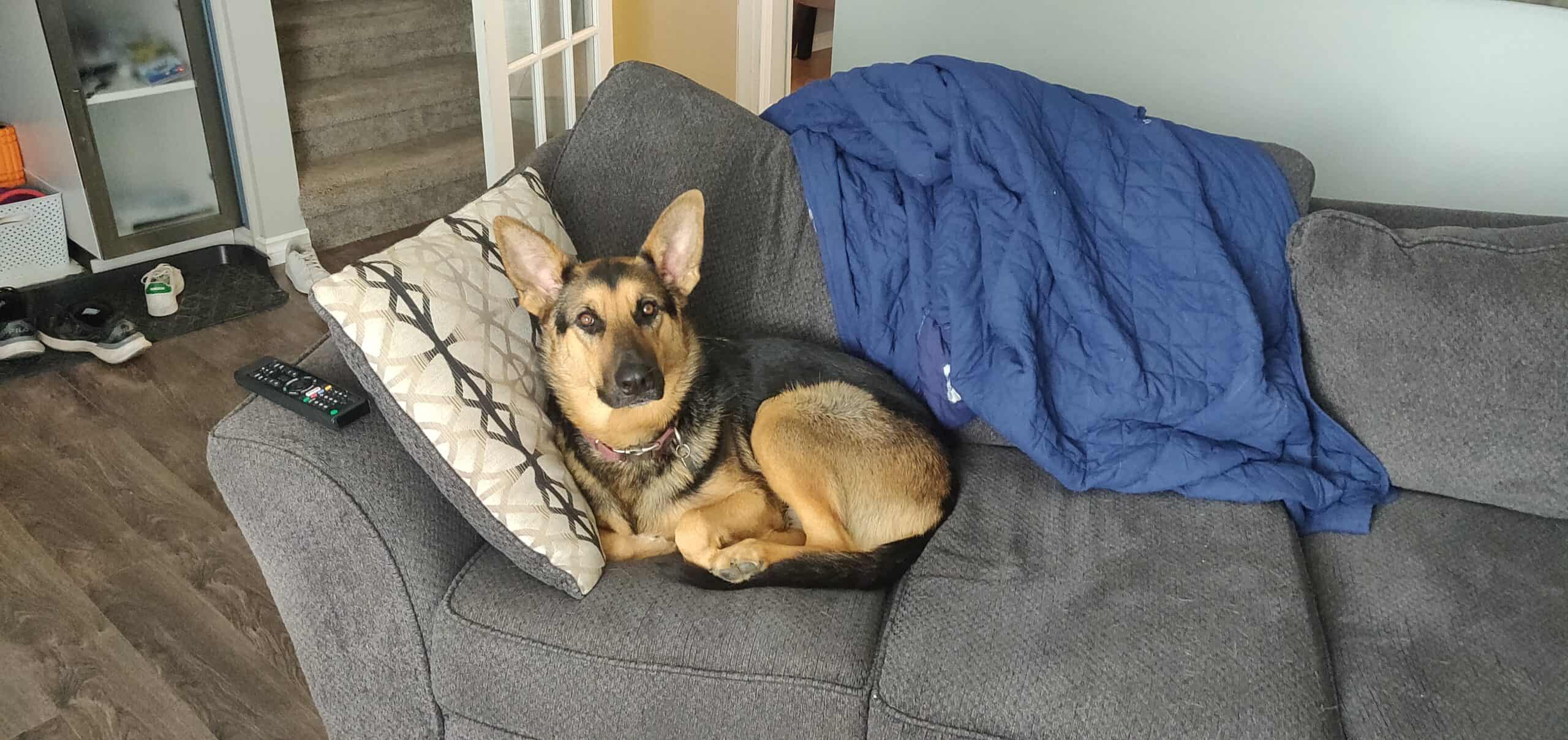 Abby - New Hope Dog Rescue