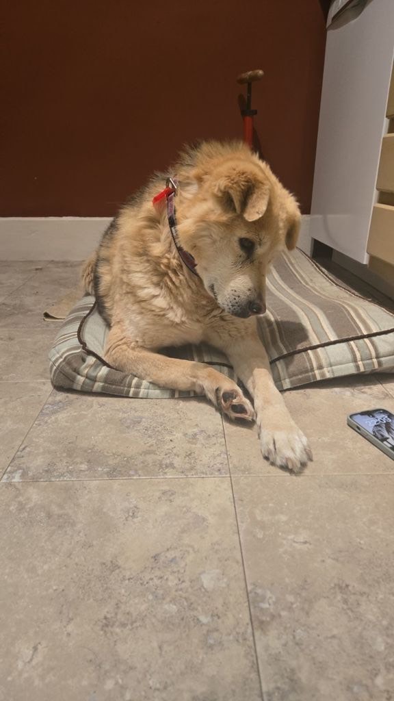 Max - New Hope Dog Rescue