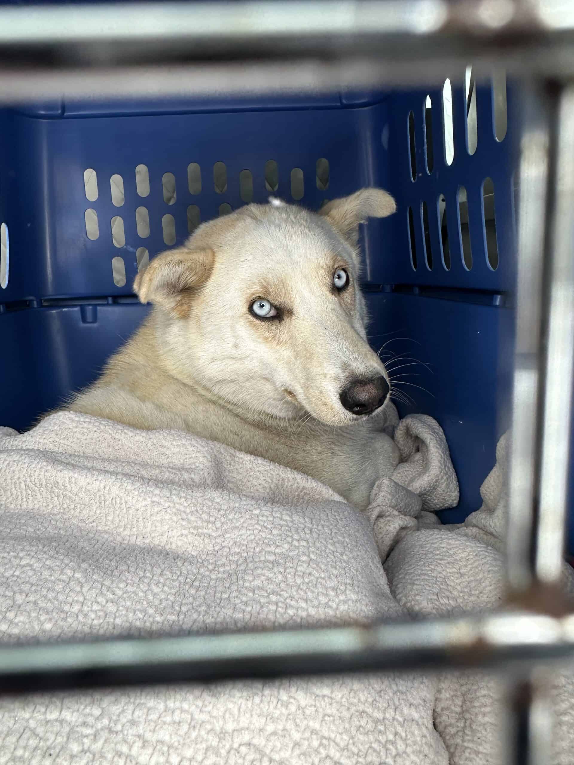 Milly (Guardians of Hope) - New Hope Dog Rescue