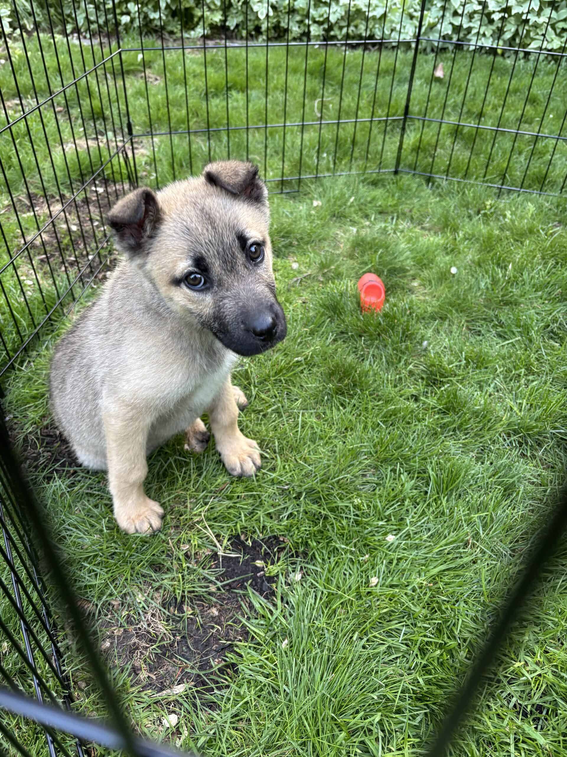 Brooke - New Hope Dog Rescue