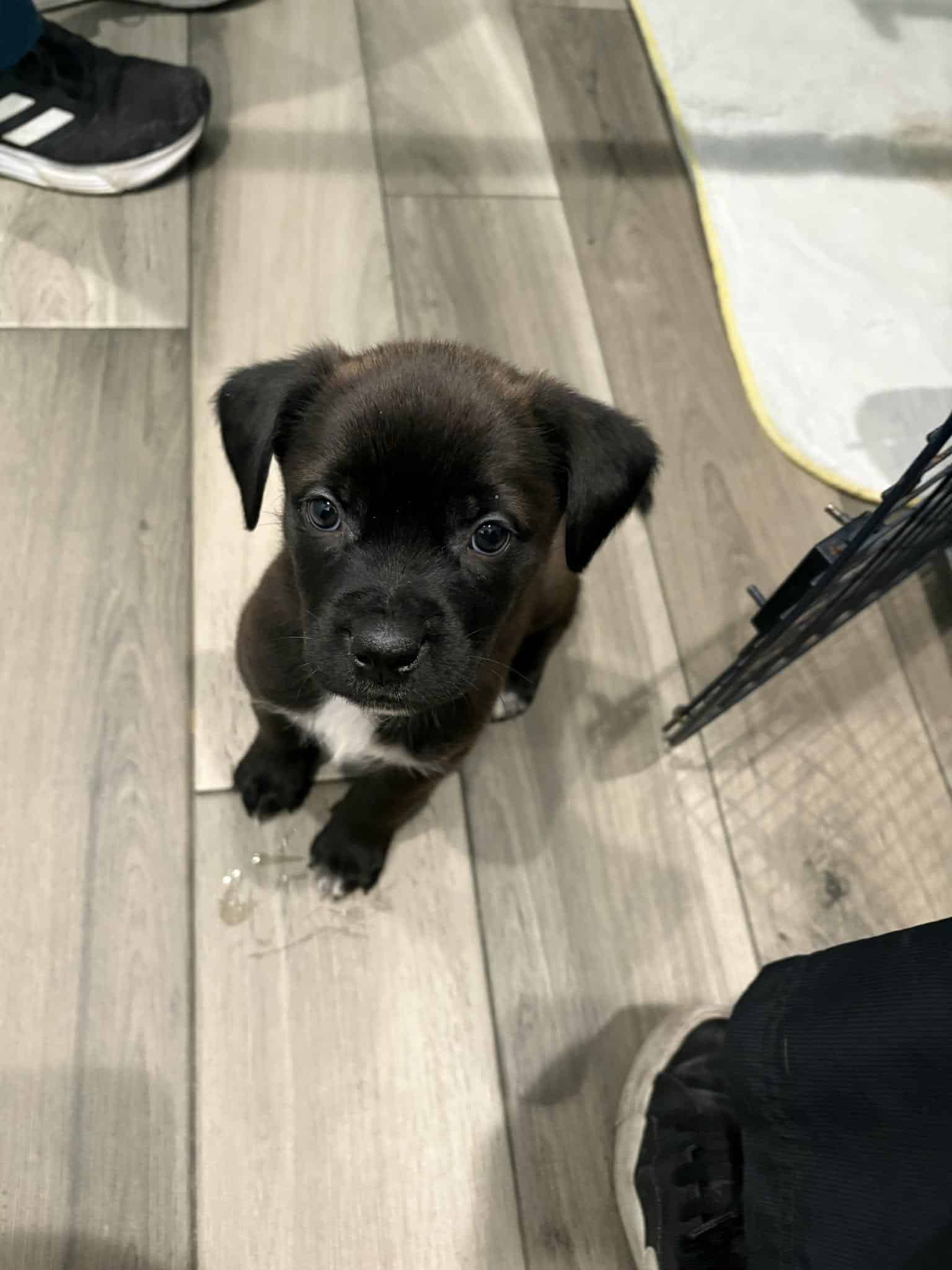 Johnny - New Hope Dog Rescue